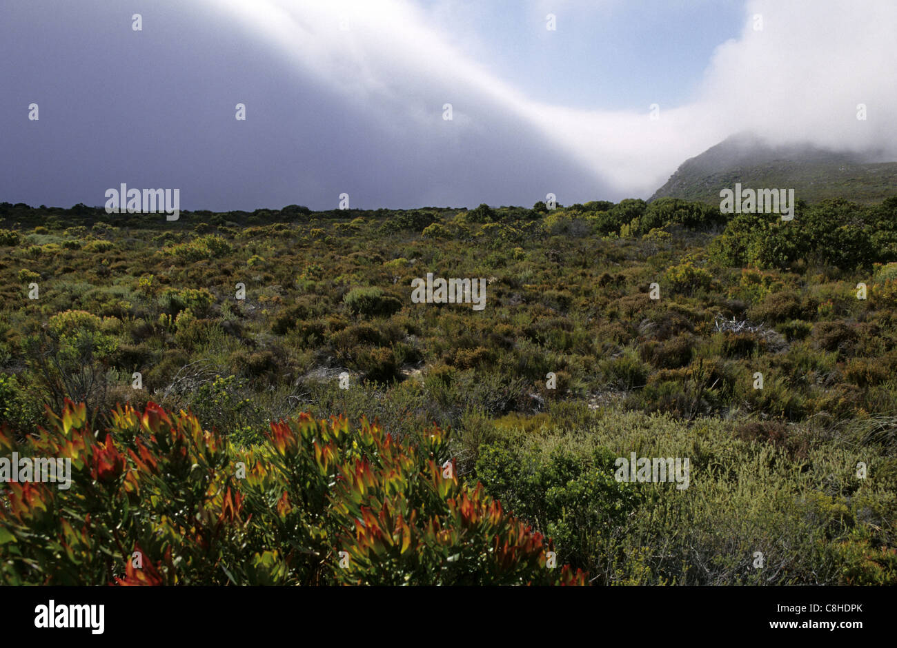 Fynbos Vegetation High Resolution Stock Photography and Images - Alamy