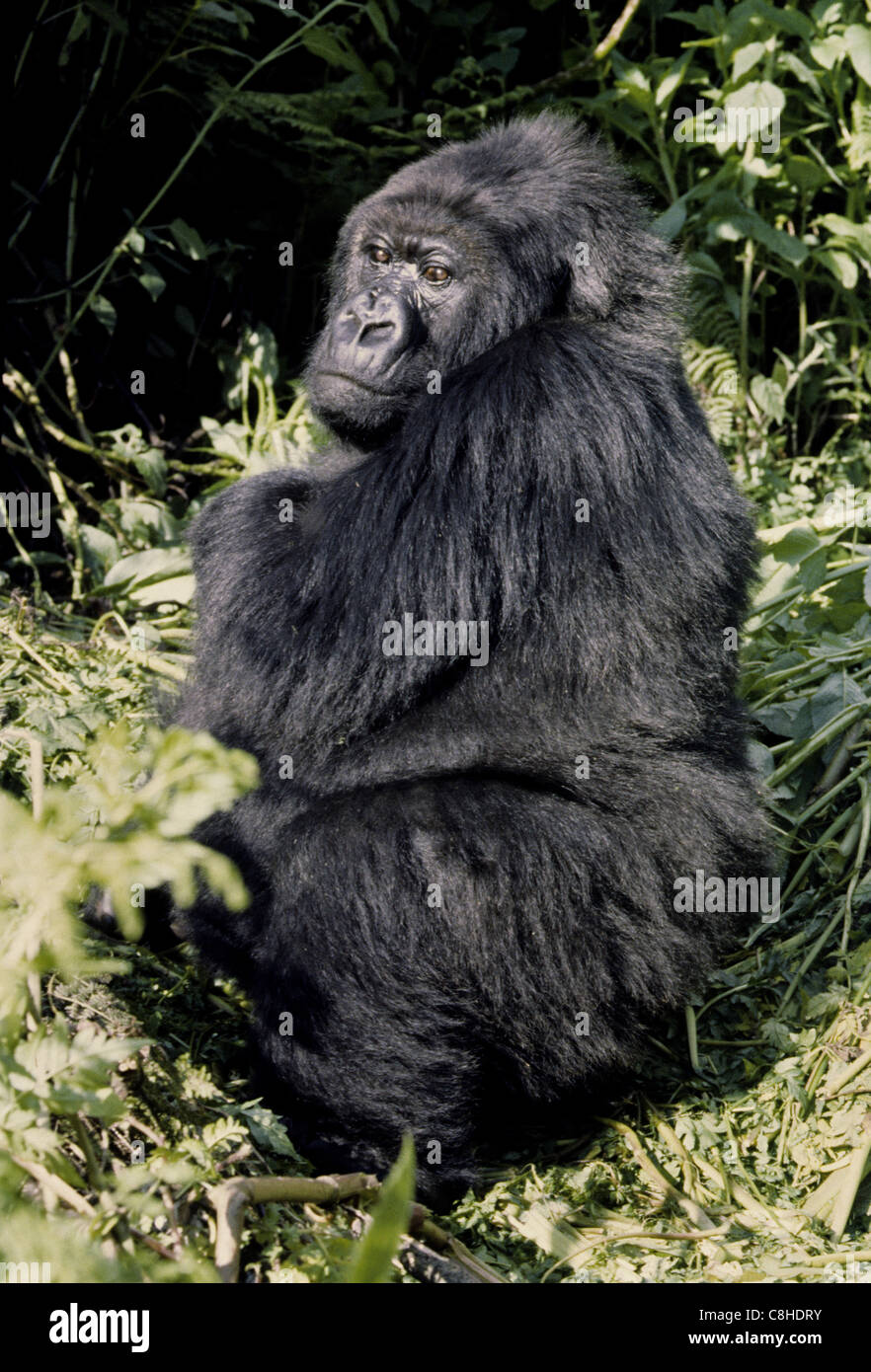 Mountain Gorilla, gorilla, ape, monkey, animal, Gorilla gorilla ...