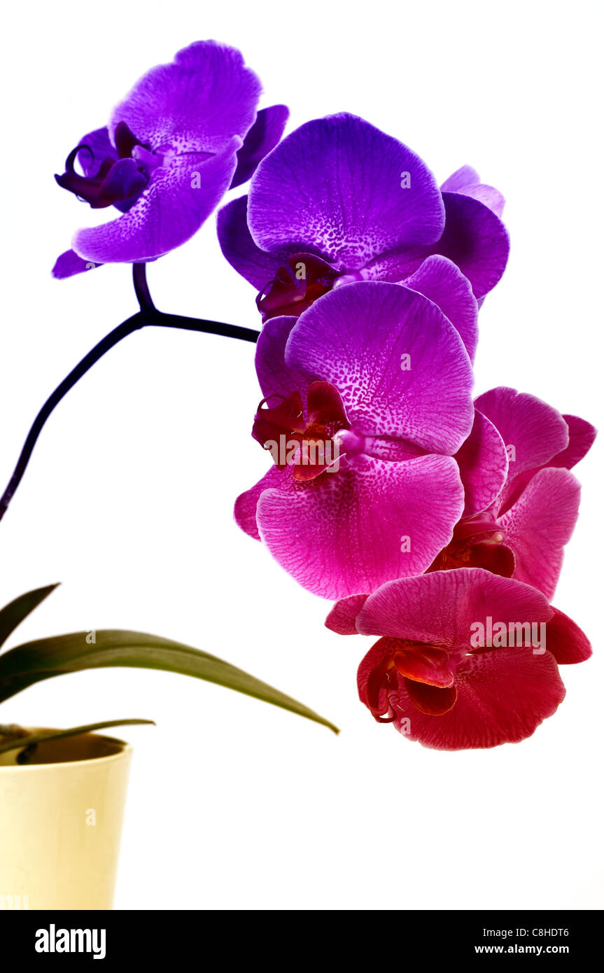 Rainbow orchid on white background Stock Photo - Alamy
