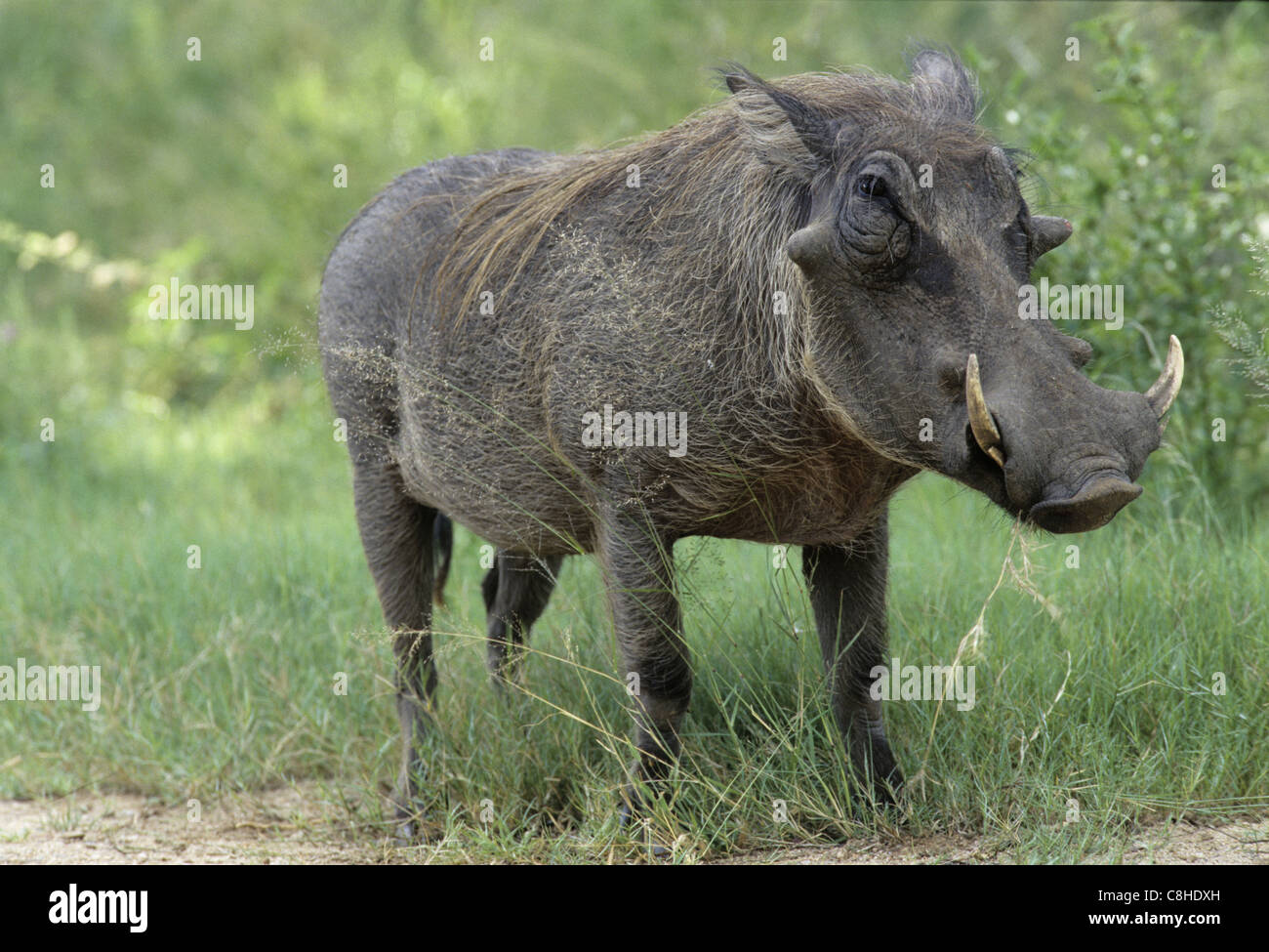 warthog, pig, animal, pig, Phacochoerus aethiopicus, Africa Stock Photo ...