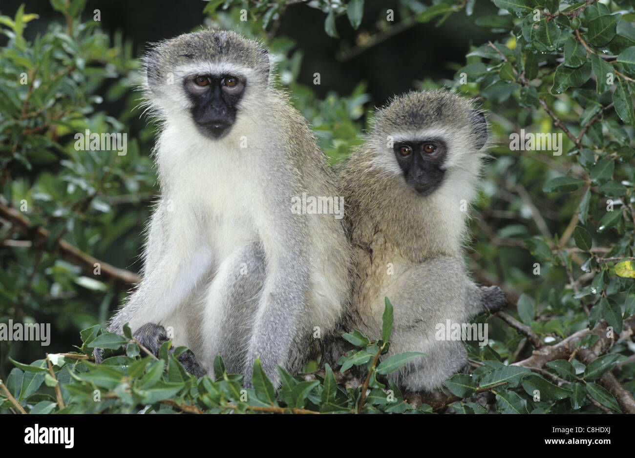 Vervet Monkey, ape, monkey, Cercopithecus aethiops, Cercopiteco verde ...