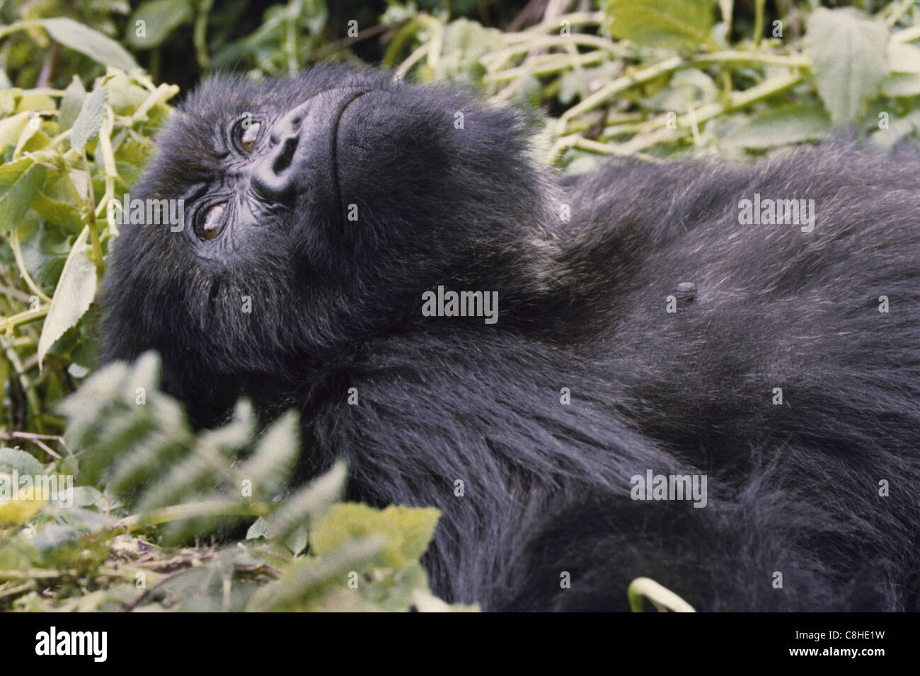 Mountain Gorilla, gorilla, ape, monkey, animal, Gorilla gorilla ...