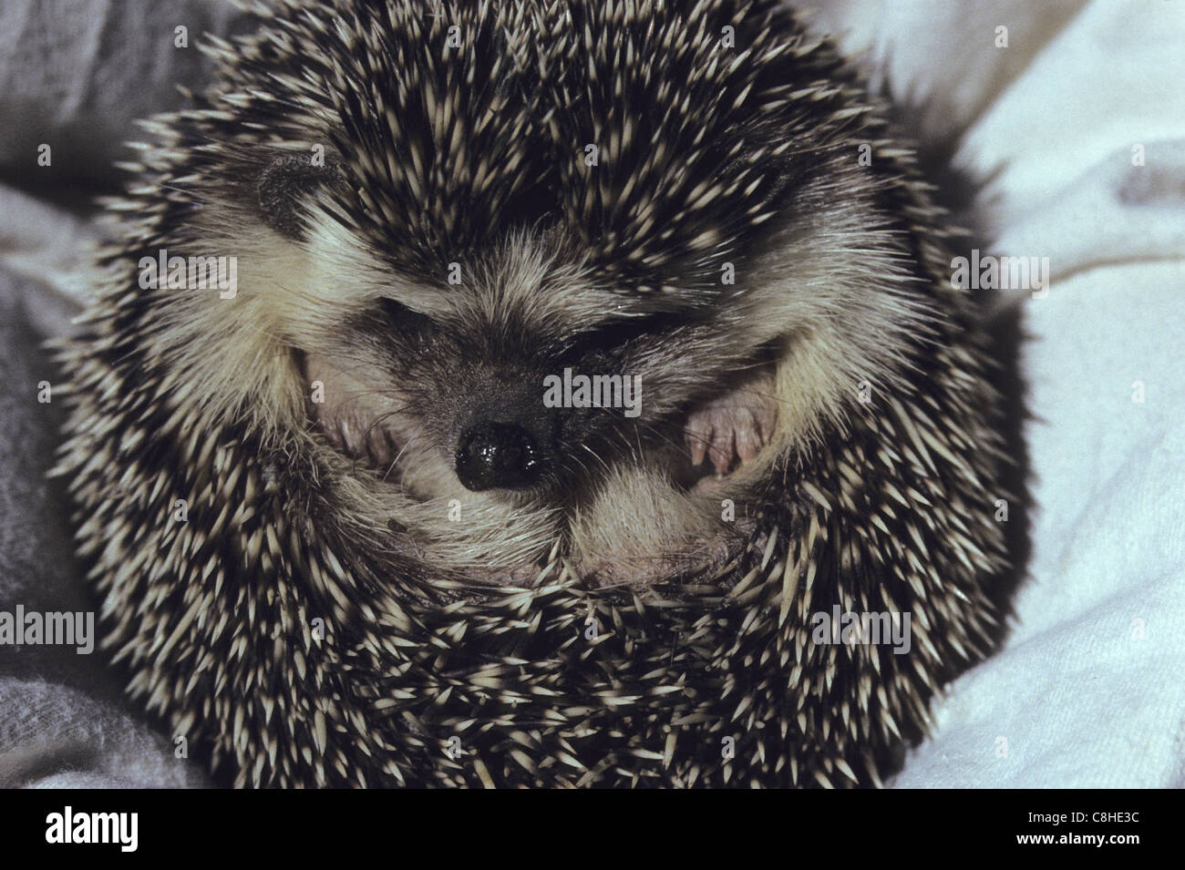 African hedgehog, hedgehog, animal, Paraechinus aethiopicus, Namibia ...