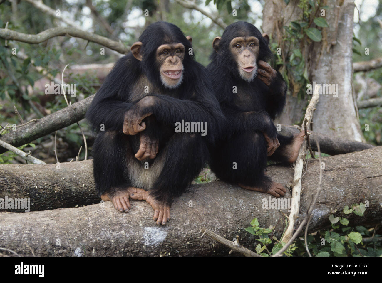 Chimpanzee, ape, monkey, animal, Pan troglodytes, Pongidae, Africa ...