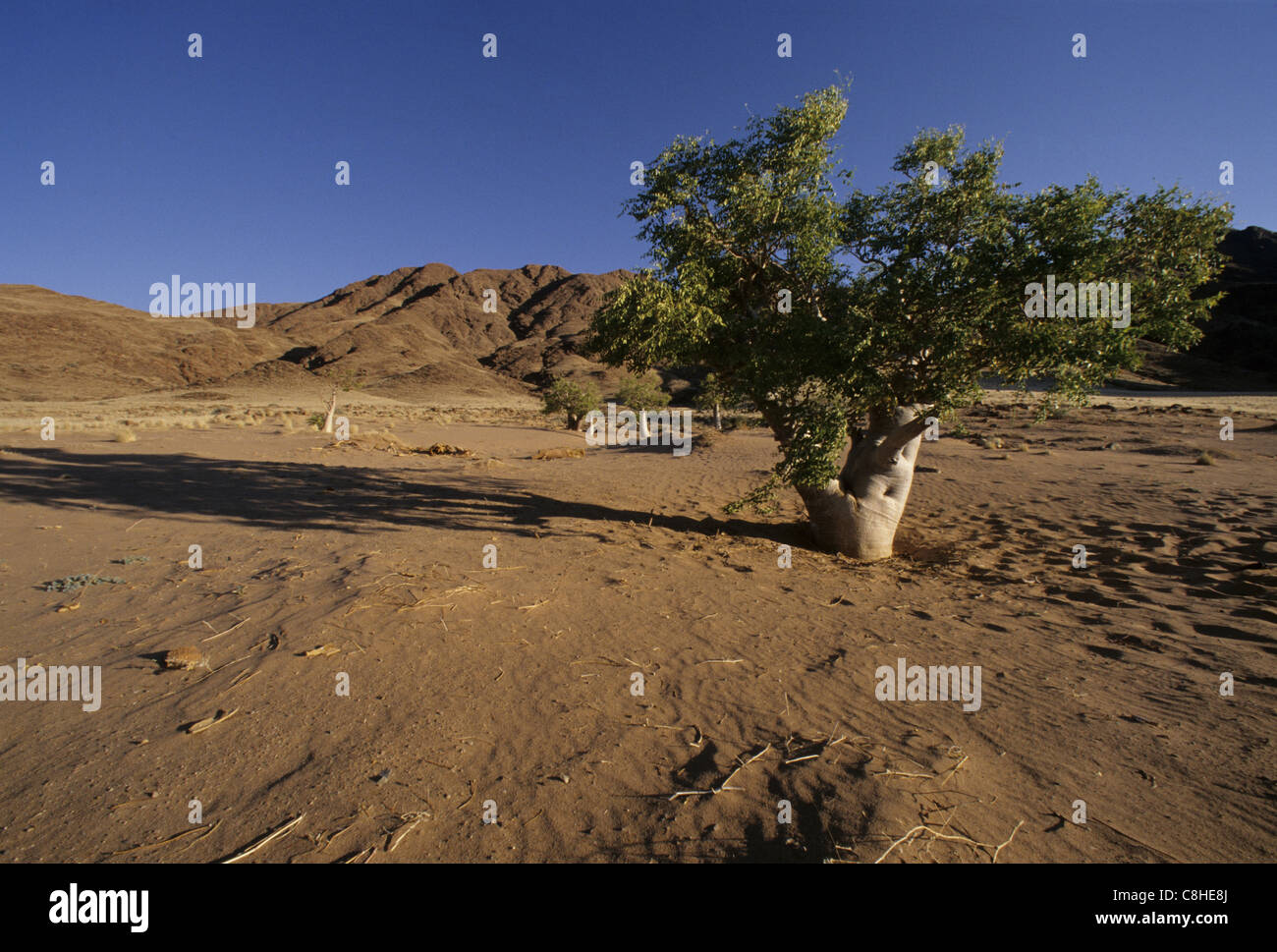 Moringa, Tree, Namibrand, Nature Reserve, Sesriem, Namib, Naukluft ...
