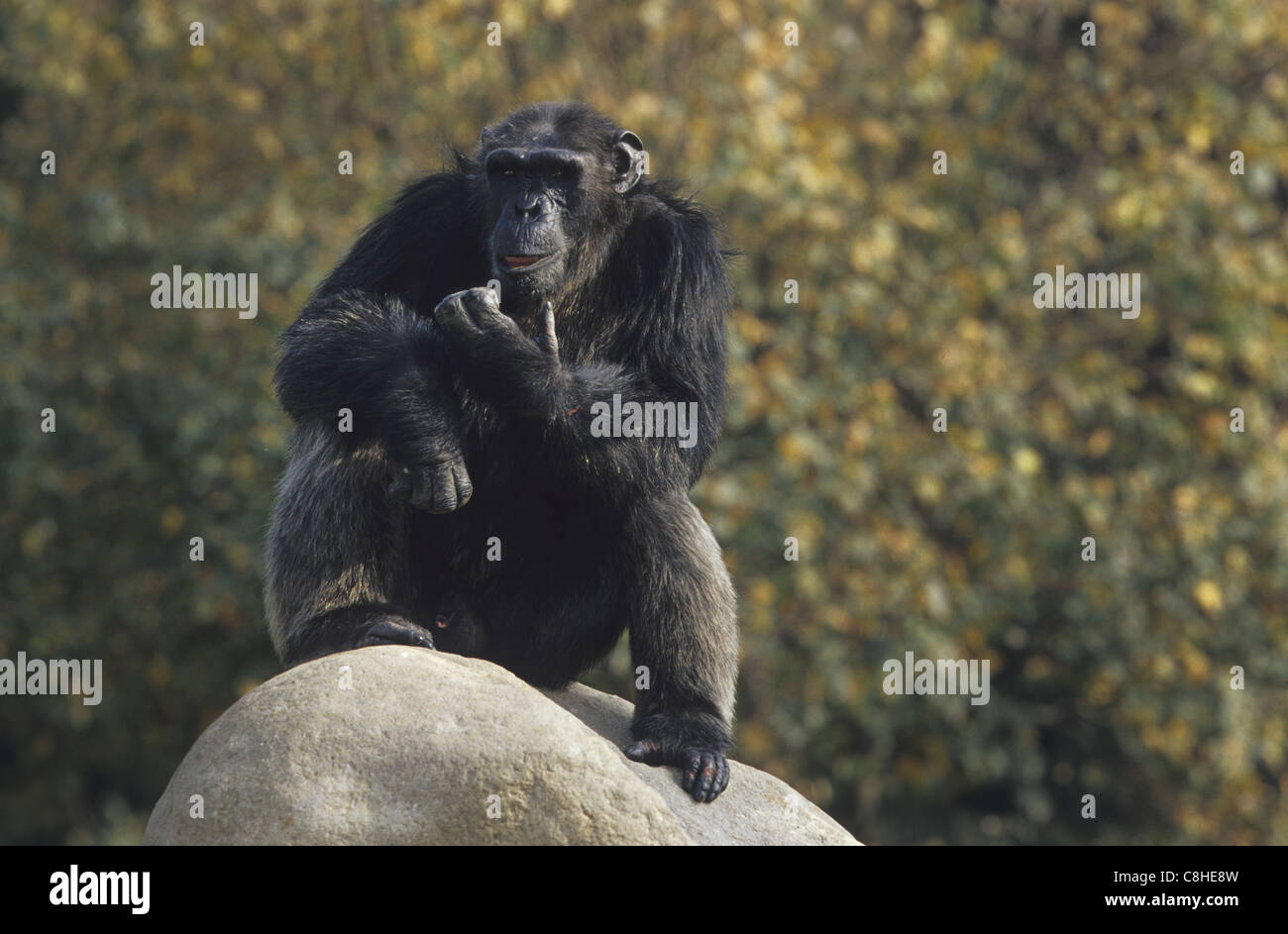 Chimpanzee, ape, monkey, animal, Pan troglodytes, Pongidae, Africa ...