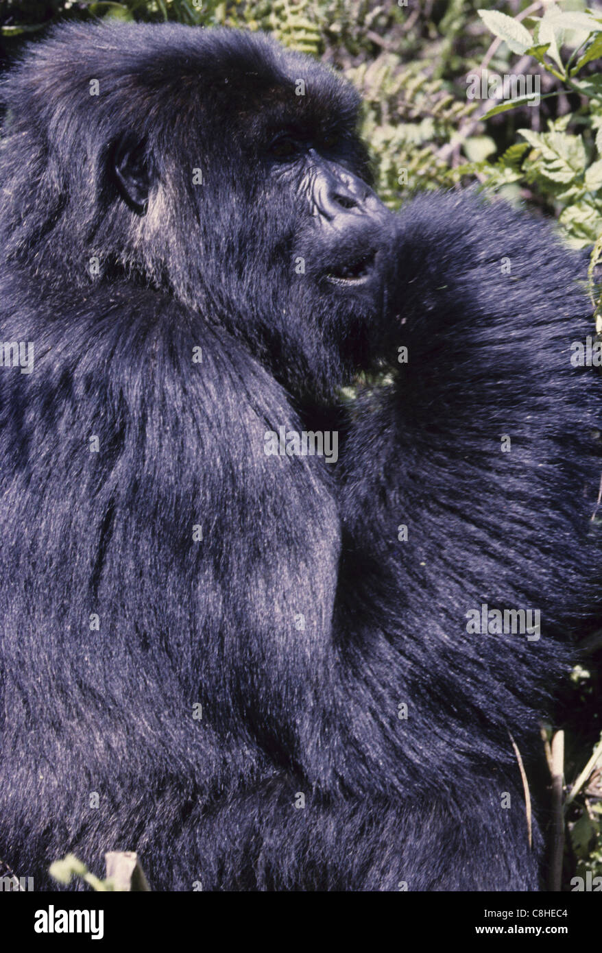 Mountain Gorilla, gorilla, ape, monkey, animal, Gorilla gorilla ...