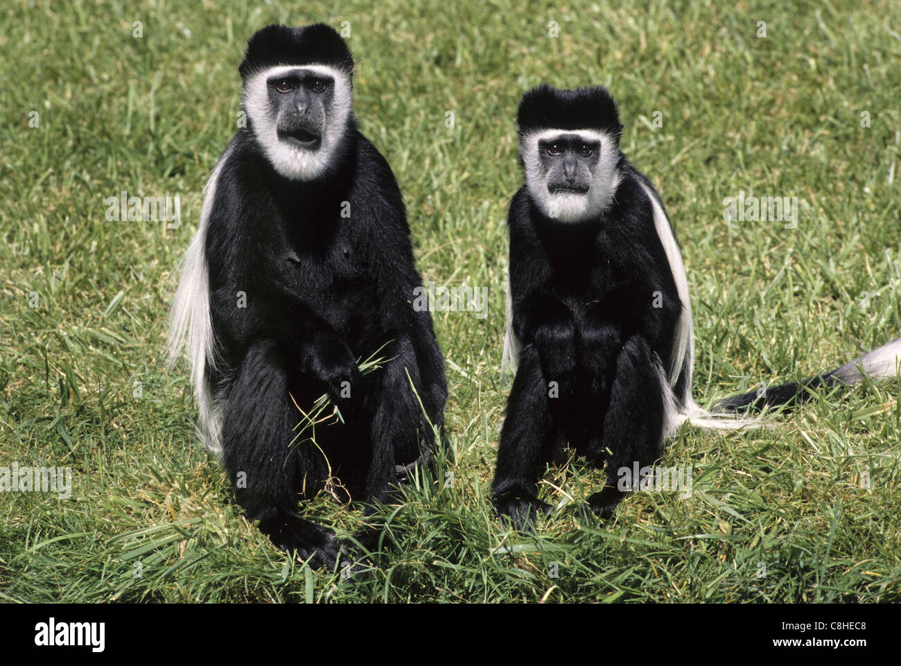 Colobe monkey hi-res stock photography and images - Alamy