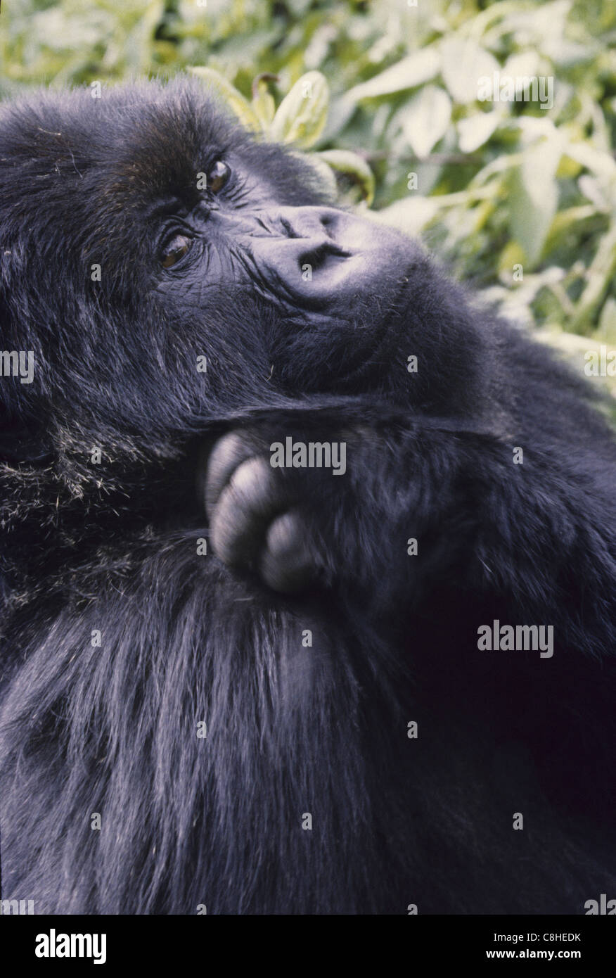 Mountain Gorilla, gorilla, ape, monkey, animal, Gorilla gorilla ...
