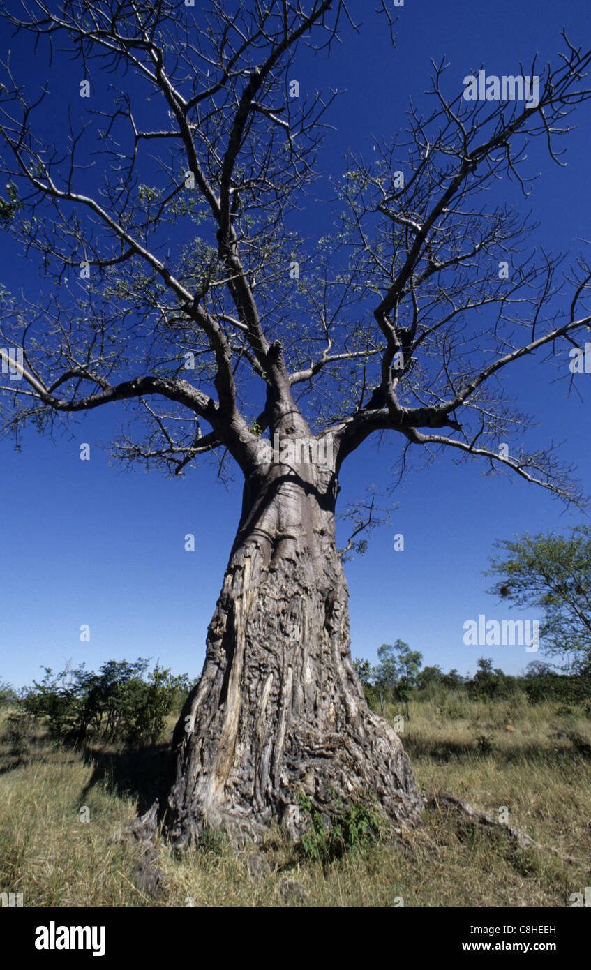 Baobab, Adansonia digitata, Zambesi, National Park, Zimbabwe, Africa ...