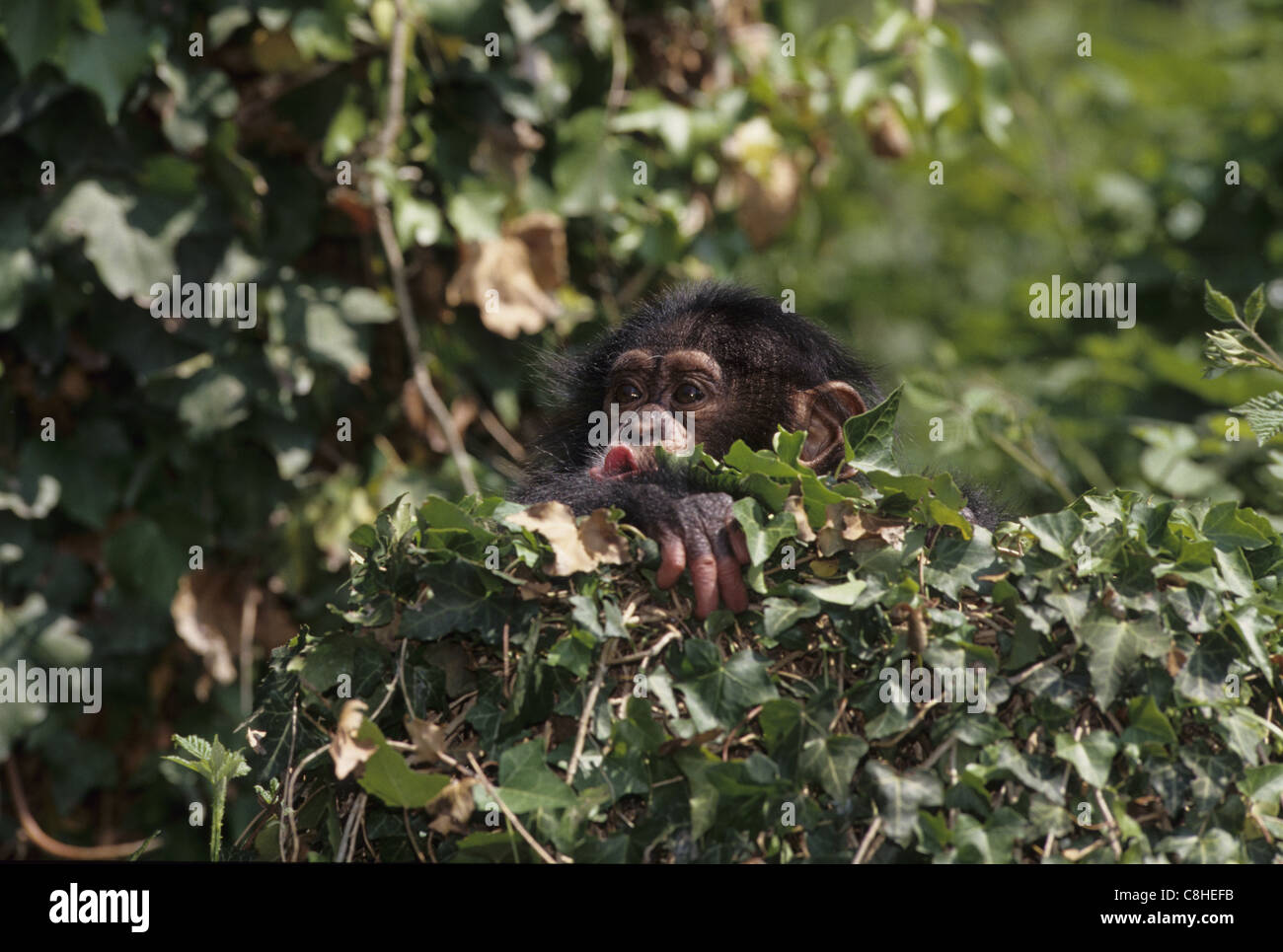 young, Chimpanzee, ape, monkey, animal, Pan troglodytes, Pongidae ...