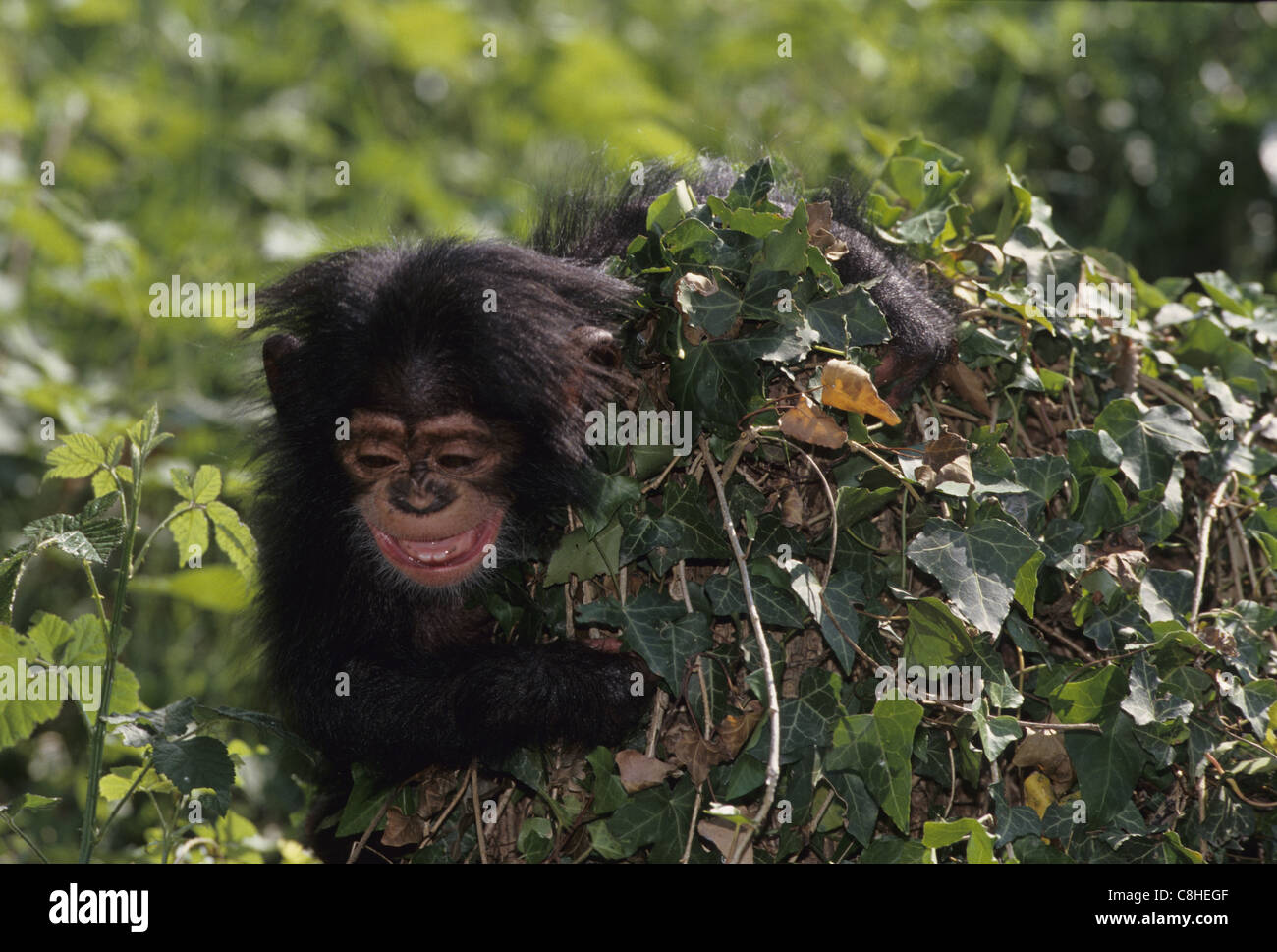 Chimpanzee, ape, monkey, animal, Pan troglodytes, young, Pongidae ...