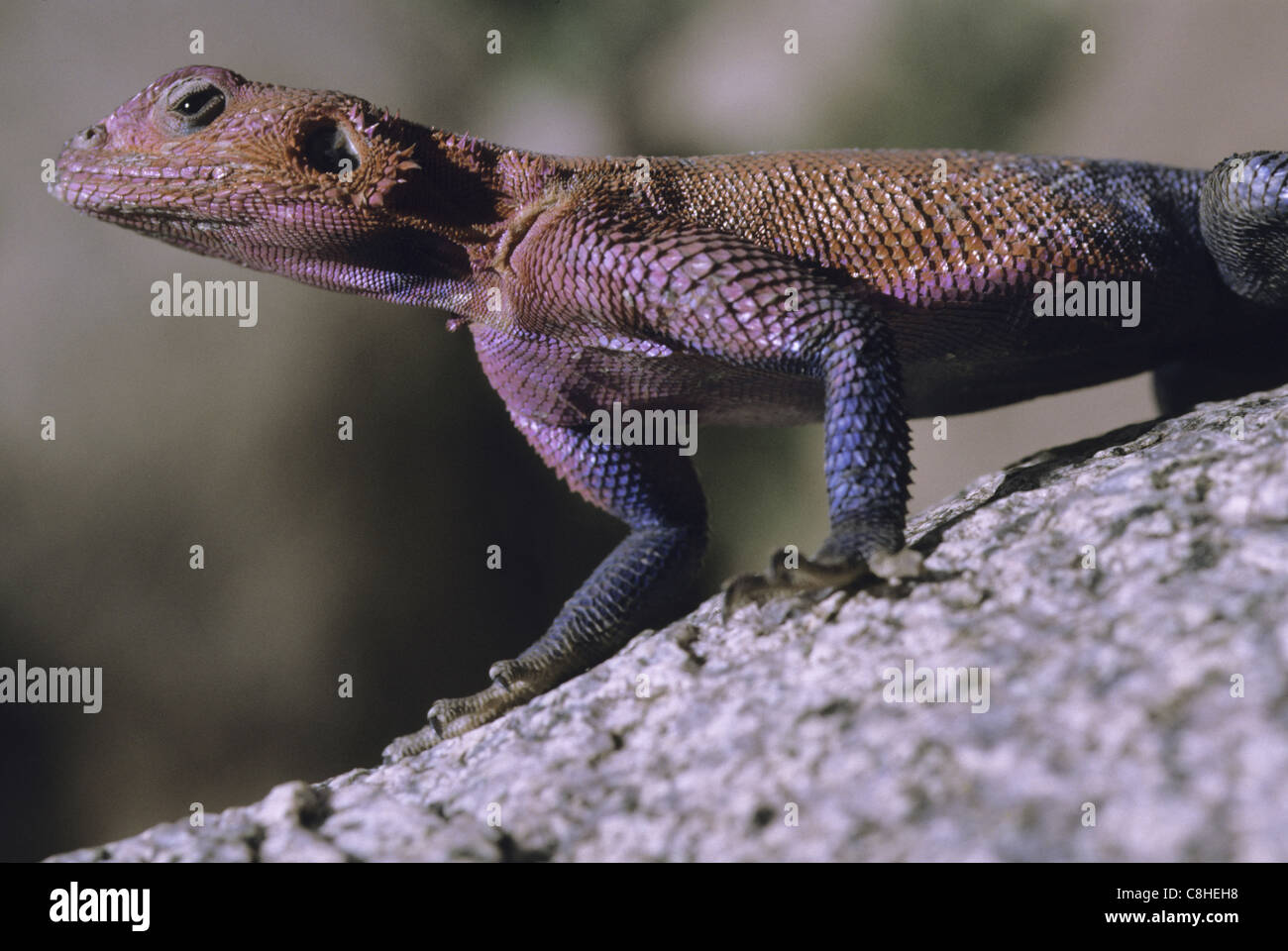 Africa agame hi-res stock photography and images - Alamy