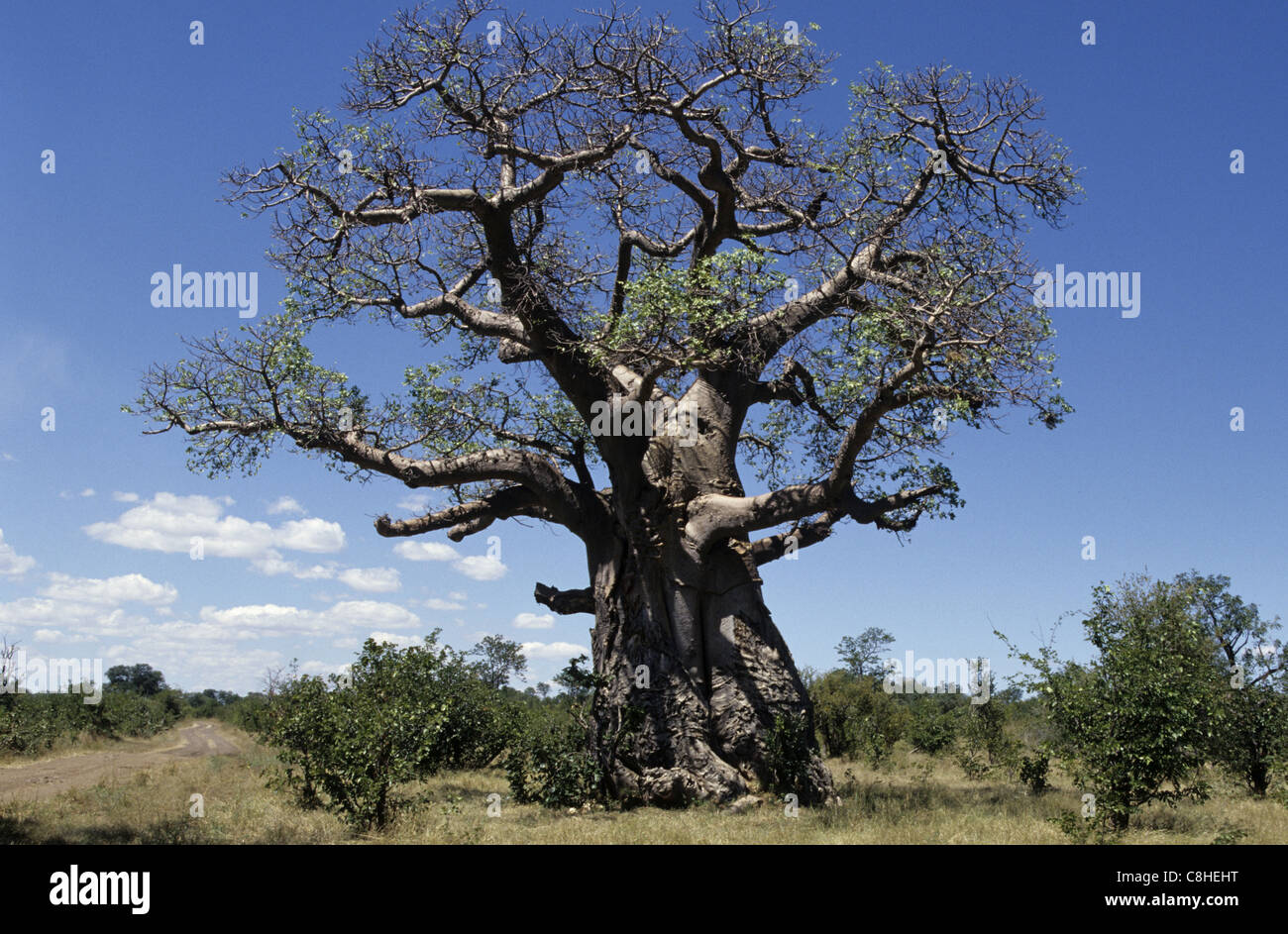 Baobab, Adansonia digitata, Zambesi, National Park, Zimbabwe, Africa ...