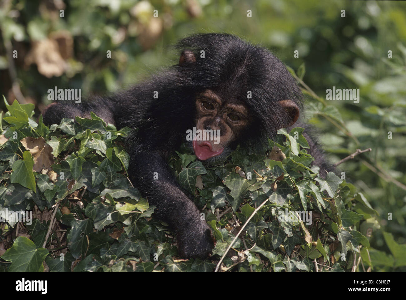 Chimpanzee, ape, monkey, animal, Pan troglodytes, young, Pongidae ...