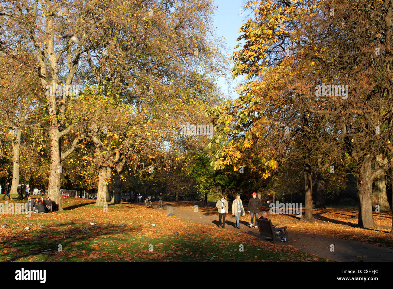 Autumn trees uk hi-res stock photography and images - Alamy