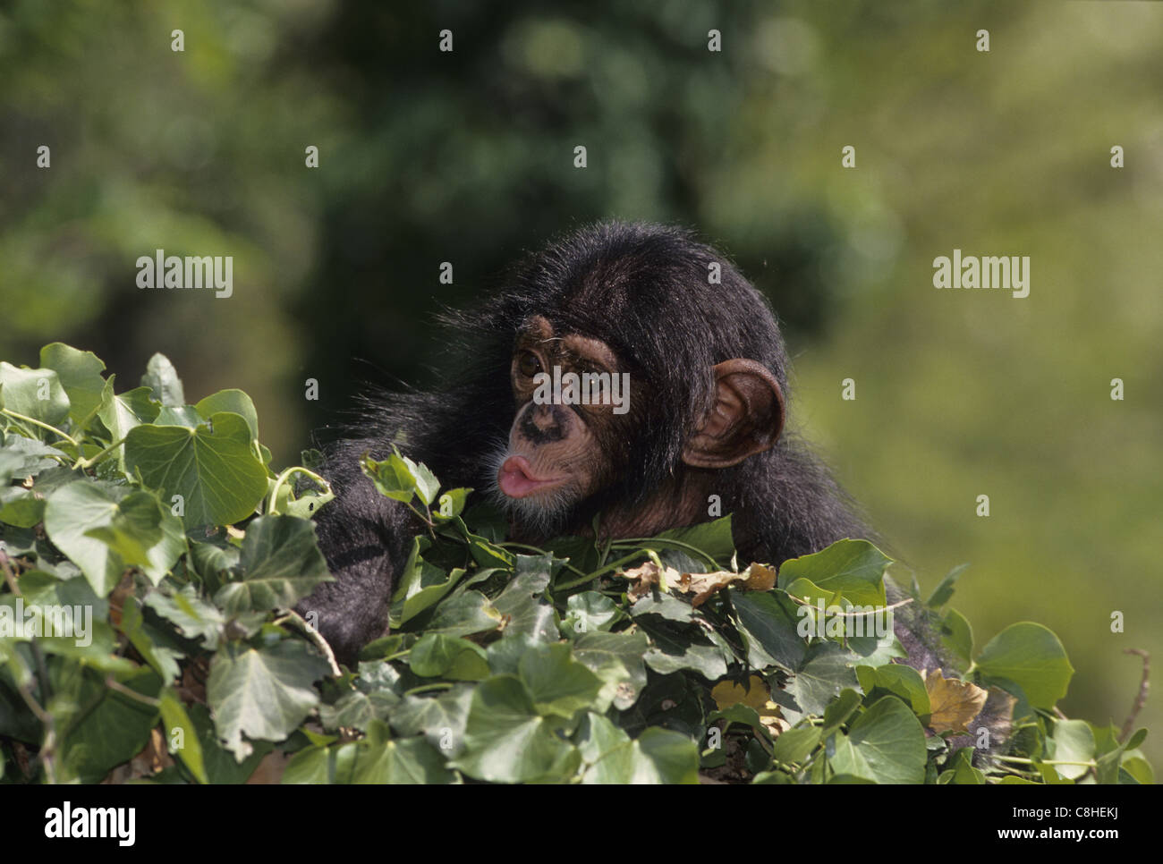 Chimpanzee, ape, monkey, animal, Pan troglodytes, young, Pongidae ...