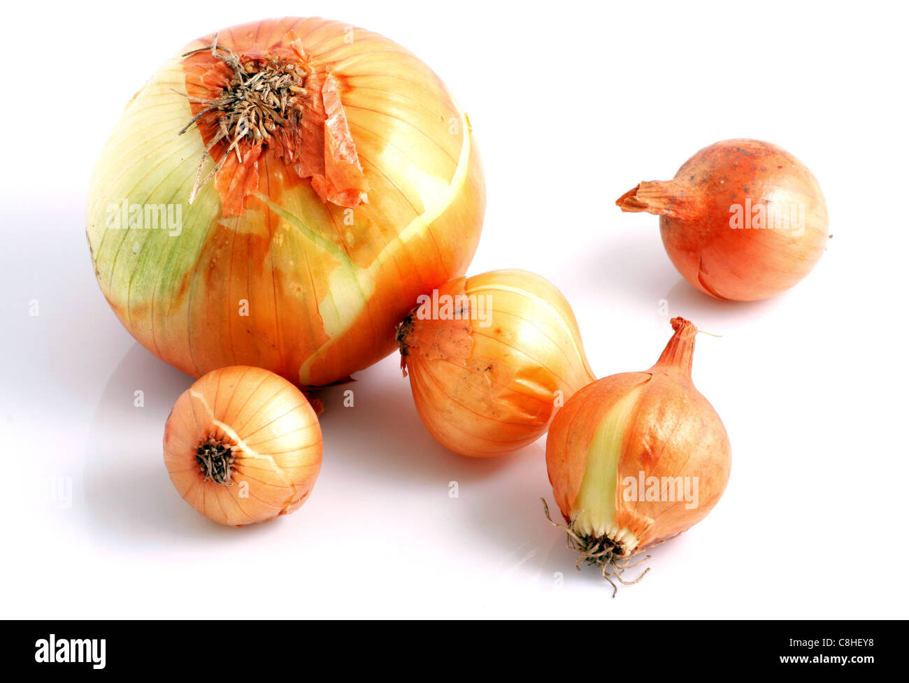 Ripe onion on a white background Stock Photo - Alamy