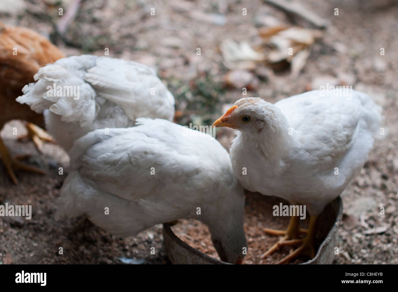 Hen with her young chickens hi-res stock photography and images - Alamy