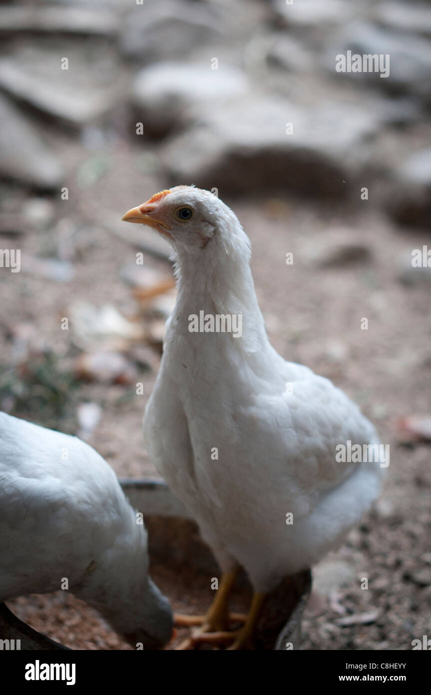 Young chick chicken eating hi-res stock photography and images - Alamy