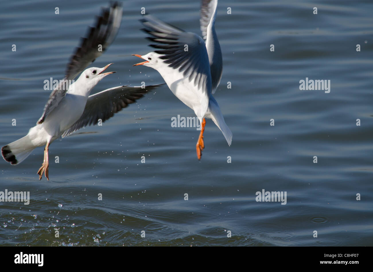 Seagulls fighting over food Stock Photo - Alamy