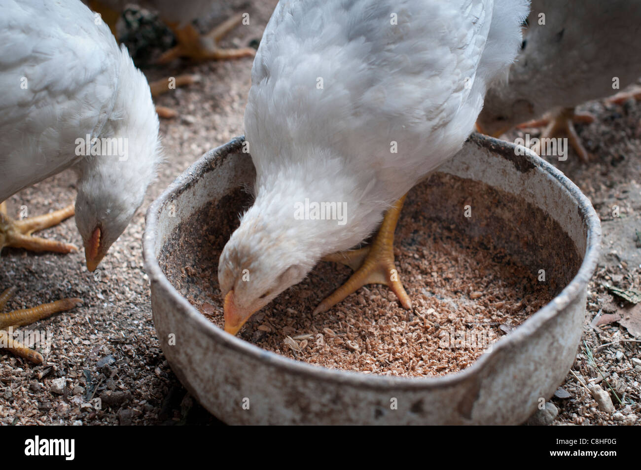 Young chick chicken eating hi-res stock photography and images - Alamy