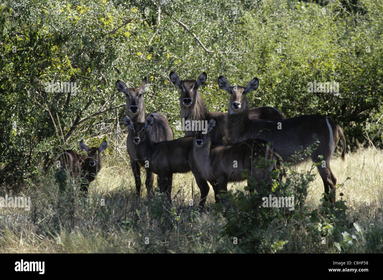 Waterbuck, kobus ellipsiprymnus, Namibia, Africa, animal Stock Photo ...