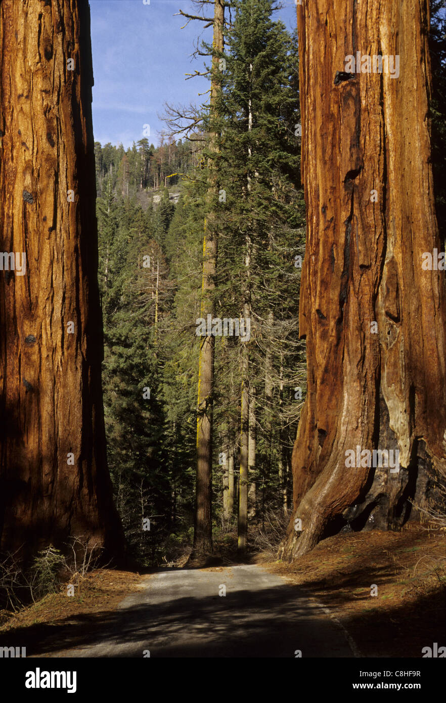 Sequoia, tree, Sequoiadendron giganteum, Taxodiaceae, National Park ...
