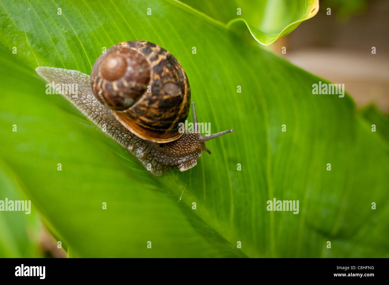 Helix Aspersa High Resolution Stock Photography and Images - Alamy