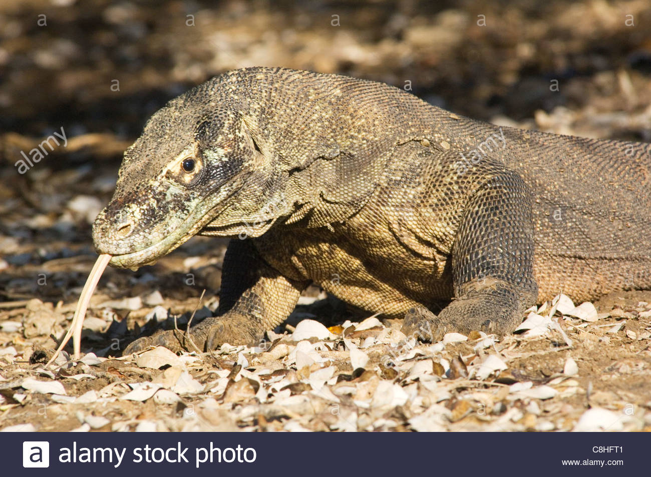 Dragon Varanus Komodoensis Side View Stock Photos & Dragon Varanus ...
