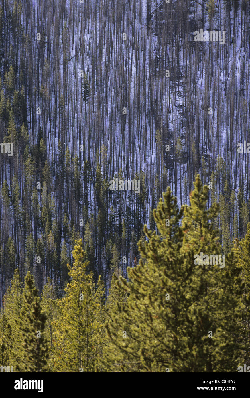 Yellowstone forest after fire hi-res stock photography and images - Alamy