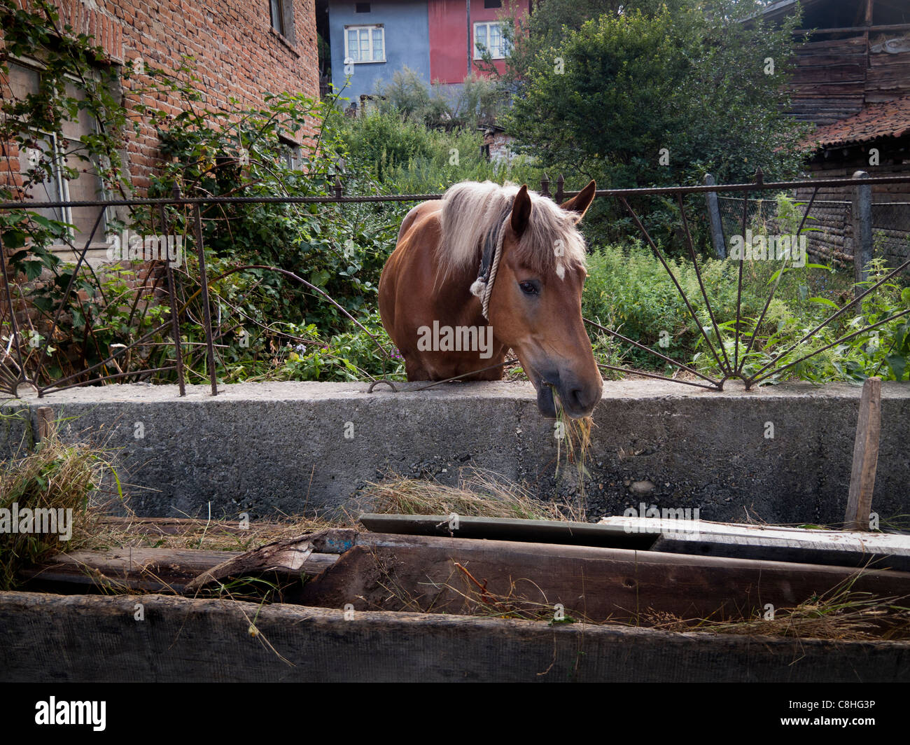 Domestic horse hi-res stock photography and images - Alamy