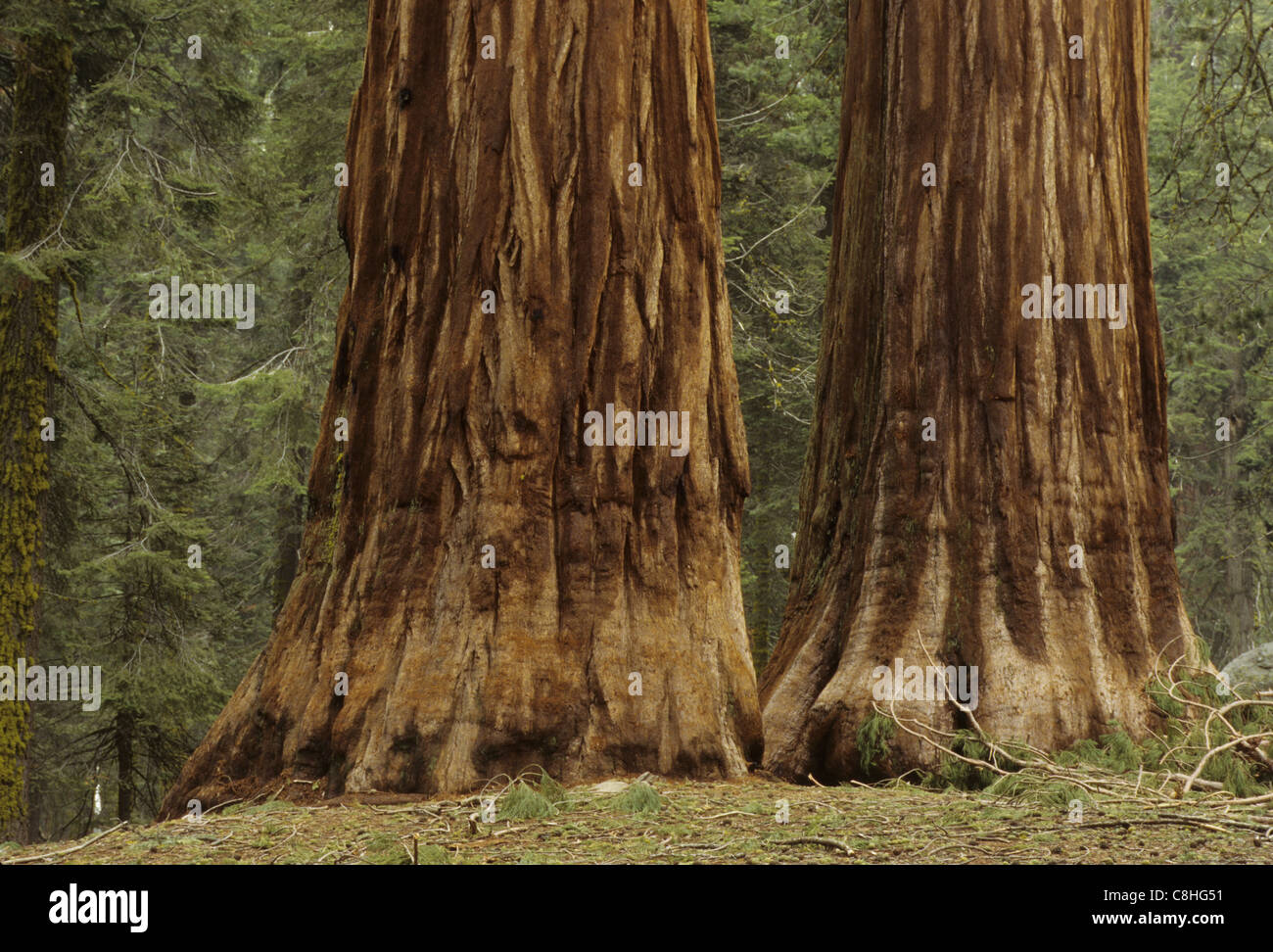 Sequoia, tree, Sequoiadendron giganteum, Taxodiaceae, National Park ...