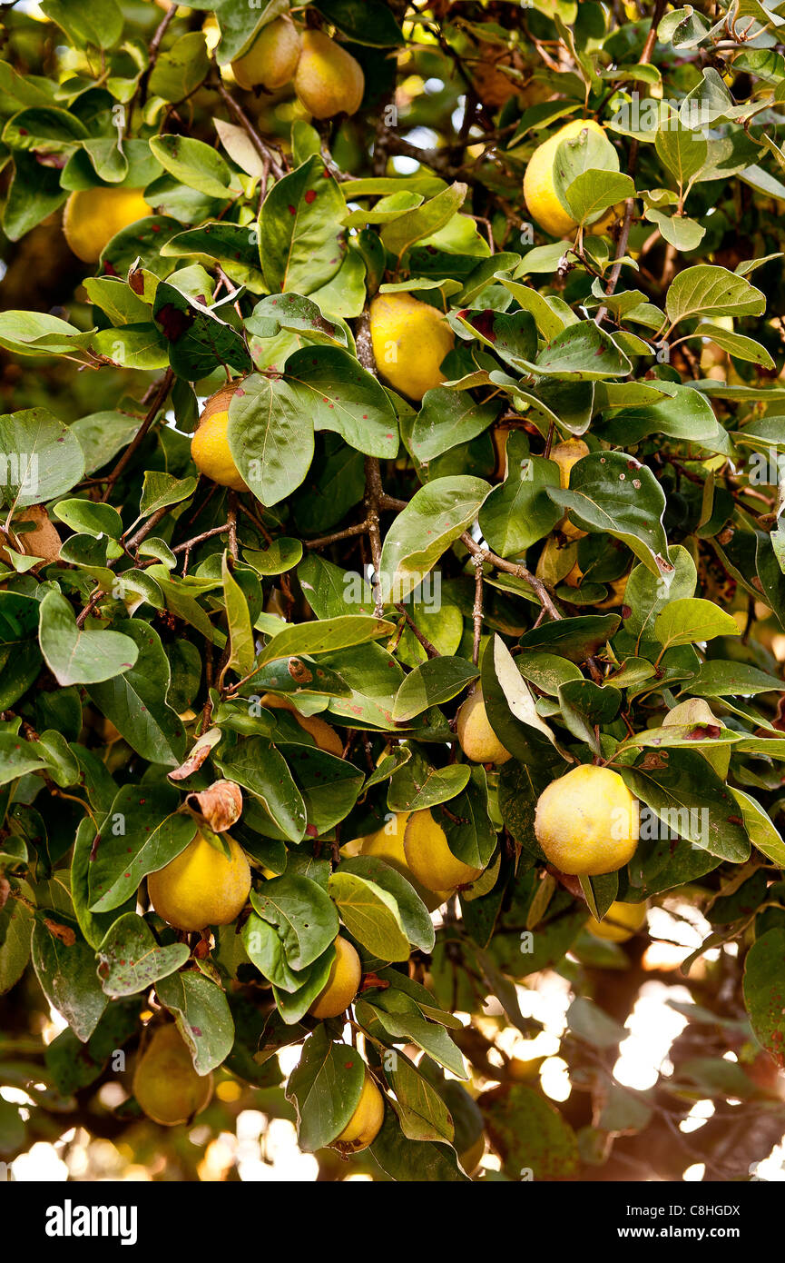 Tree quinces hi-res stock photography and images - Alamy