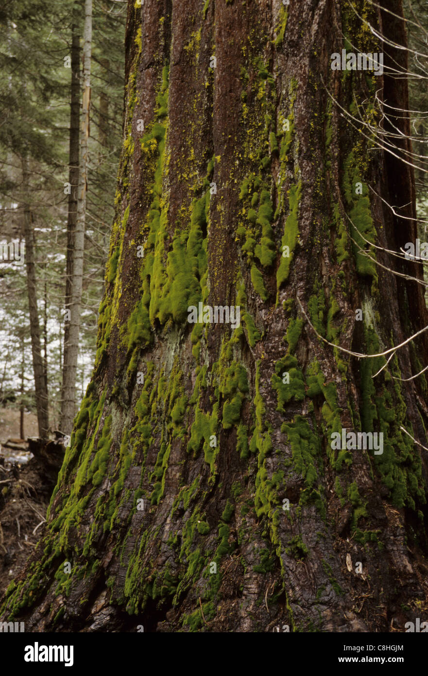 Sequoia, tree, Sequoiadendron giganteum, Taxodiaceae, National Park ...