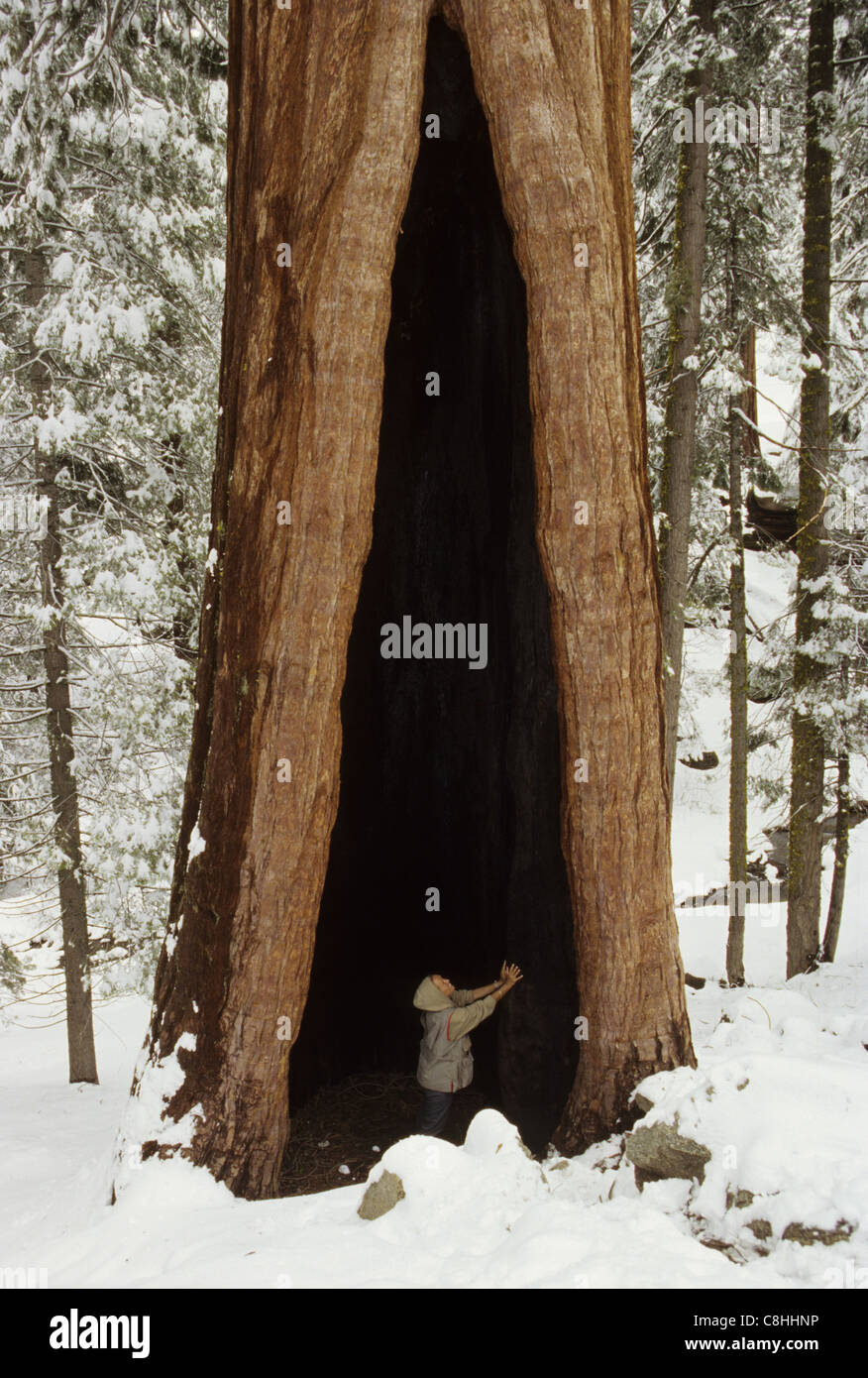 Sequoia, tree, Sequoiadendron giganteum, Taxodiaceae, King's Canyon ...