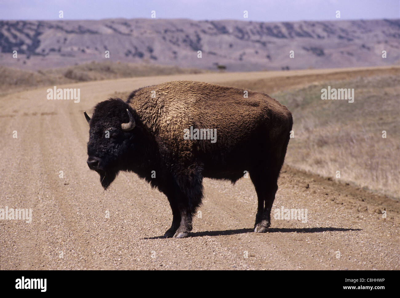 American Bison, Bison bison, animal, Badlands, National Park, landscape ...