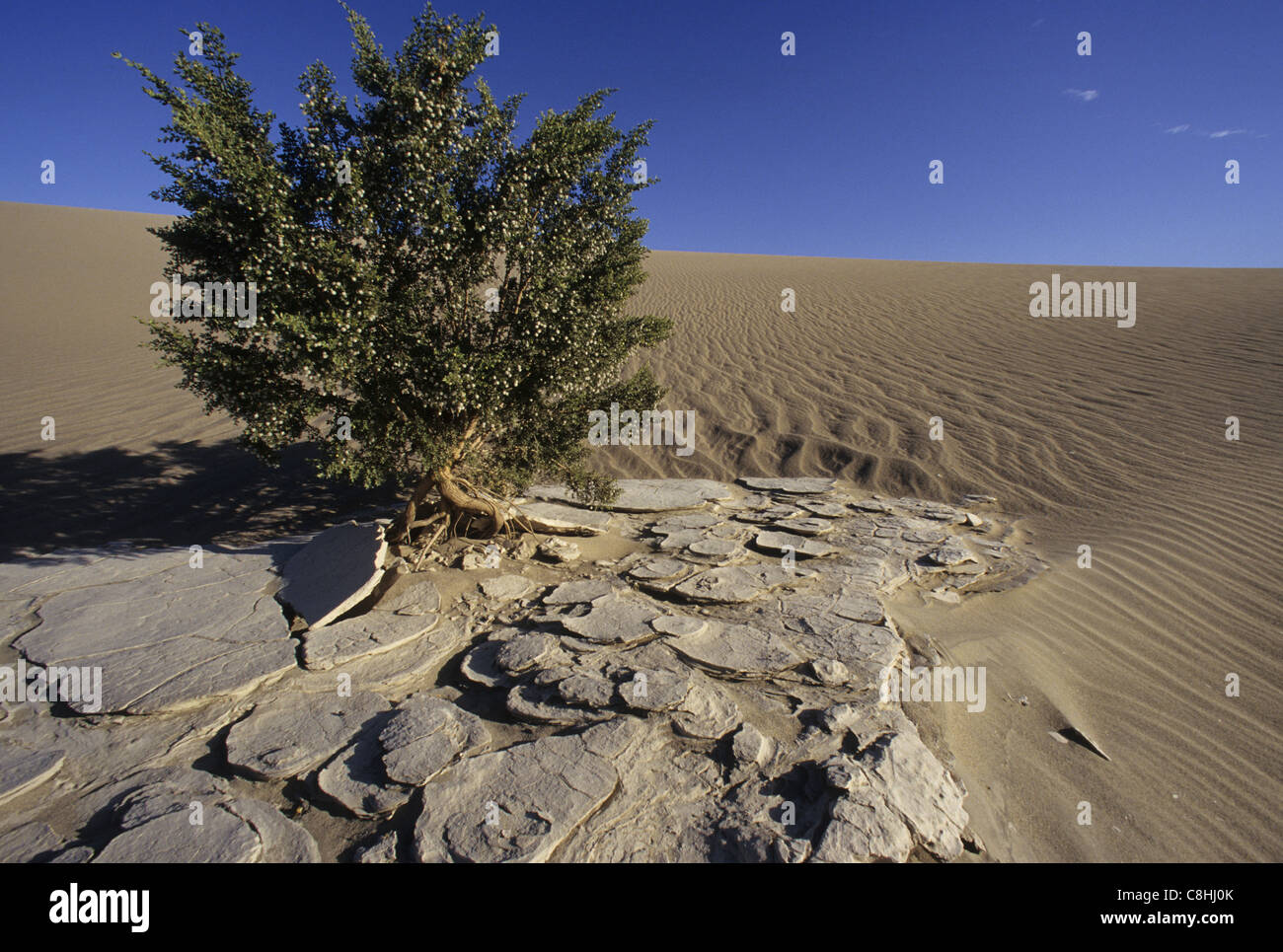Crack Patches, dry, Sand Dunes, sand, dunes, Death Valley, landscape ...
