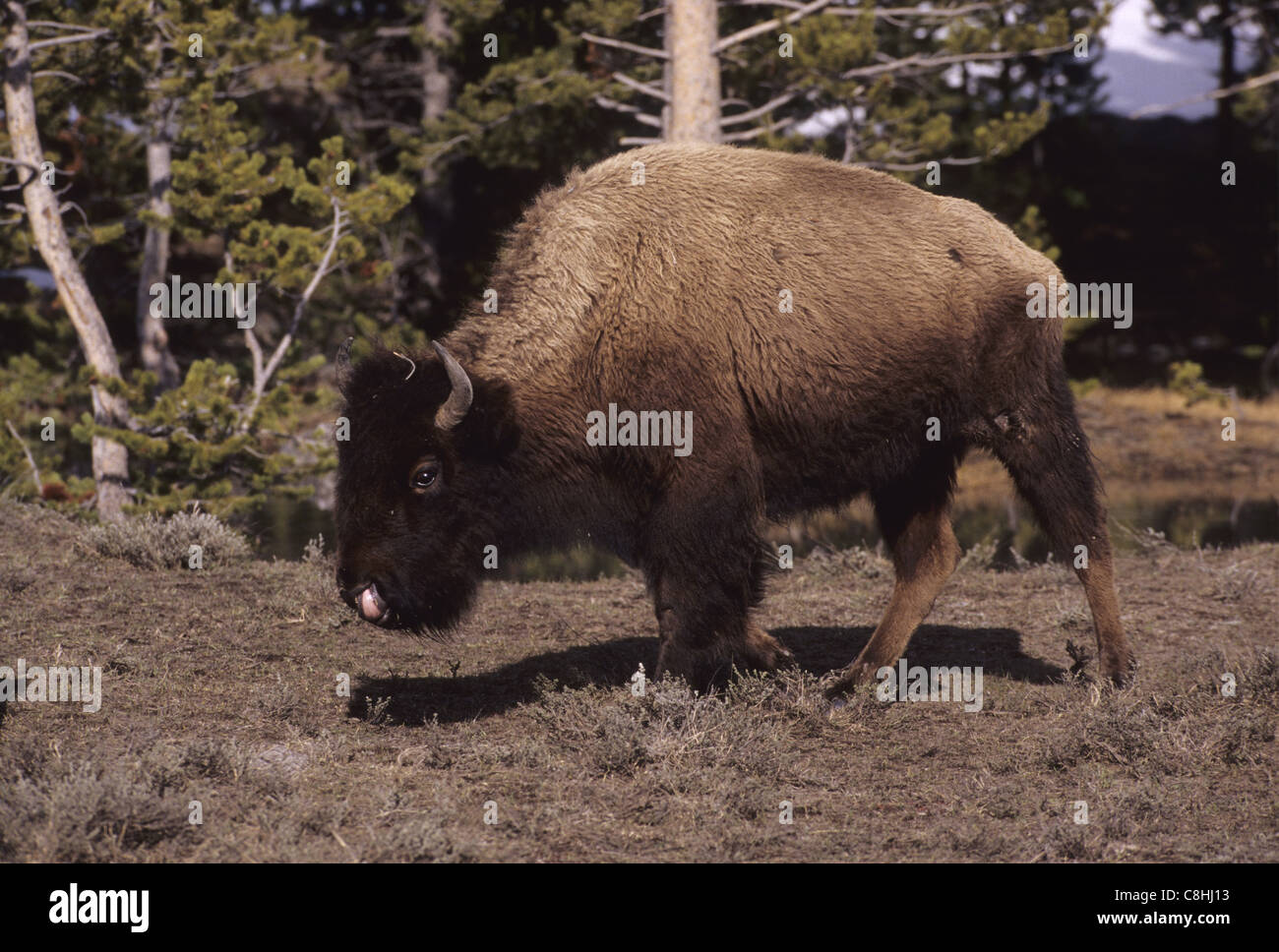 American Bison, Bison bison, animal, Badlands, National Park, landscape ...