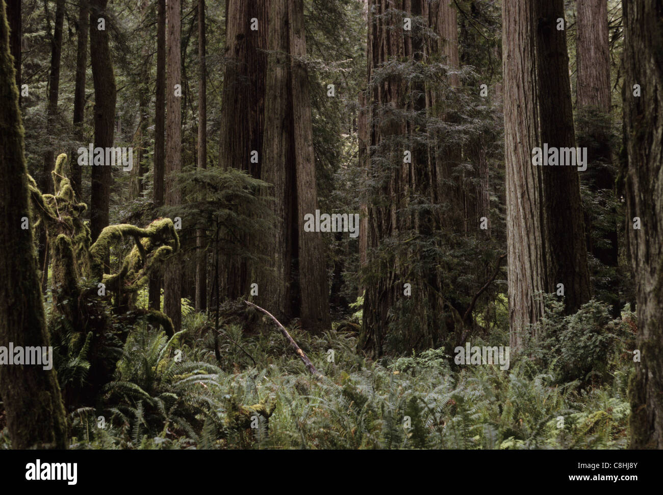 Sequoia, tree, Sequoia sempervirens, Taxodiaceae, Redwood, National ...