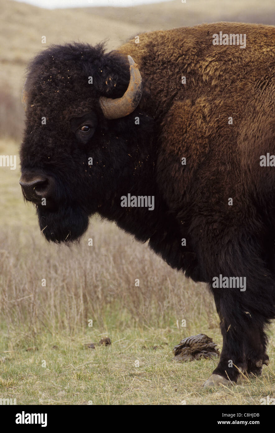 American Bison, Bison bison, animal, USA, United States, America Stock ...