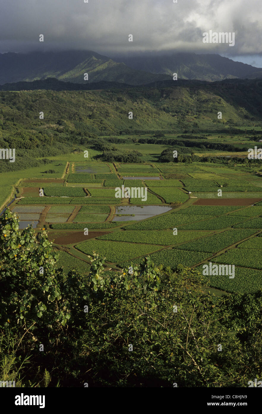 Hanalei Valley, Kauai Island, Hawaii, USA, United States, America Stock ...