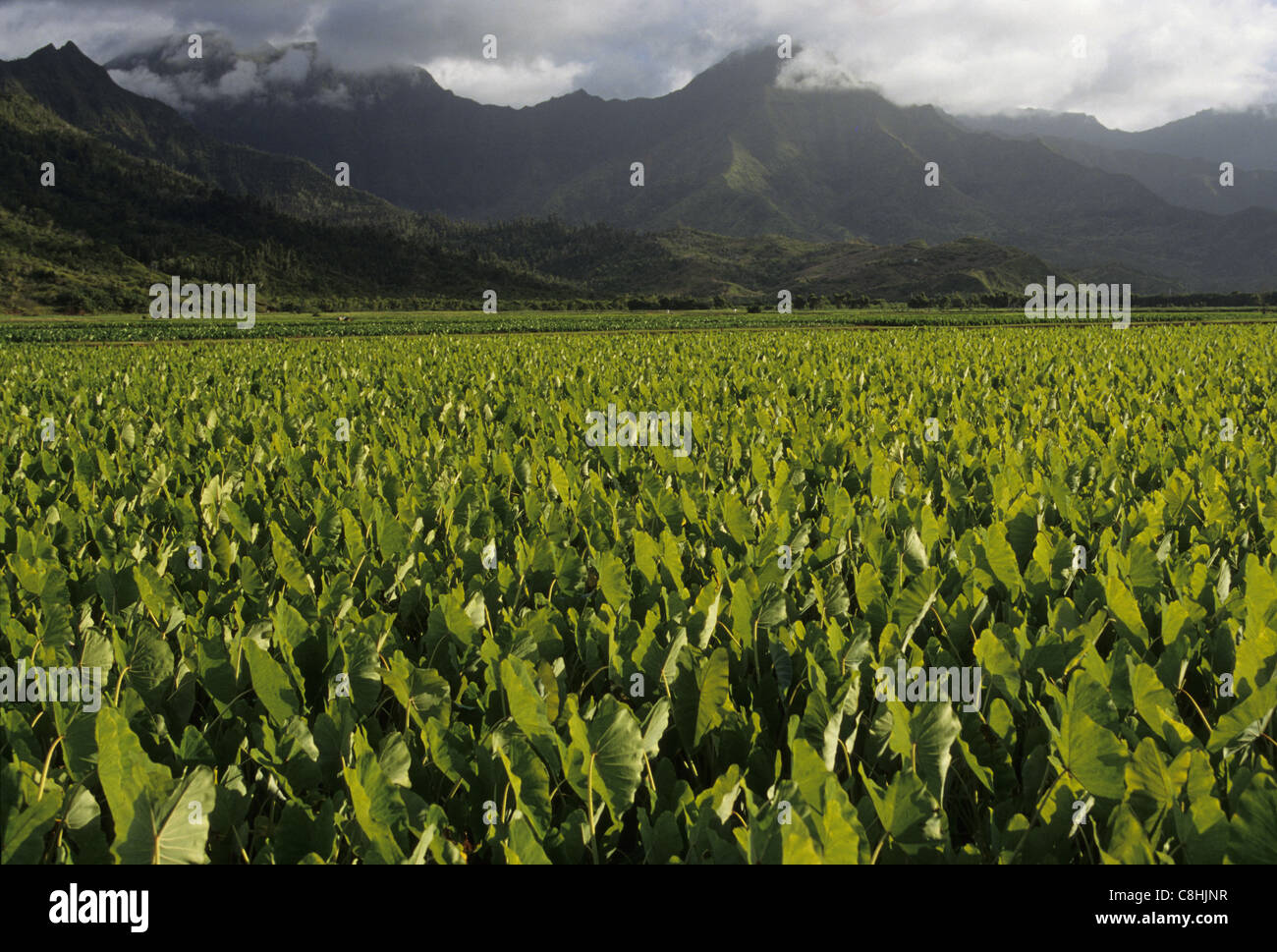 Taro plantation hi-res stock photography and images - Alamy