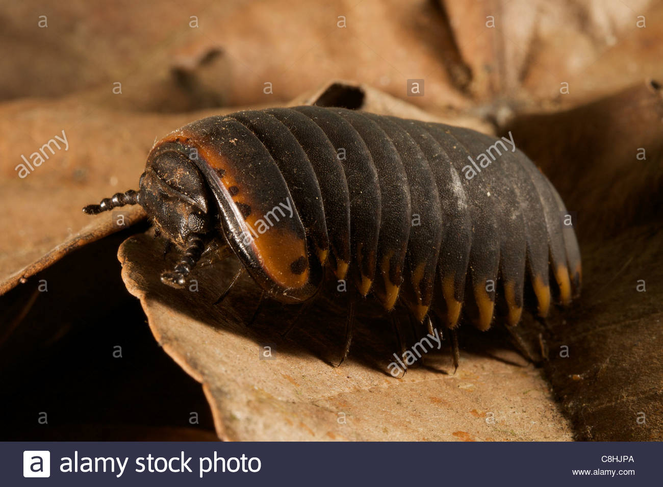 Pill Millipedes Stock Photos & Pill Millipedes Stock Images - Alamy