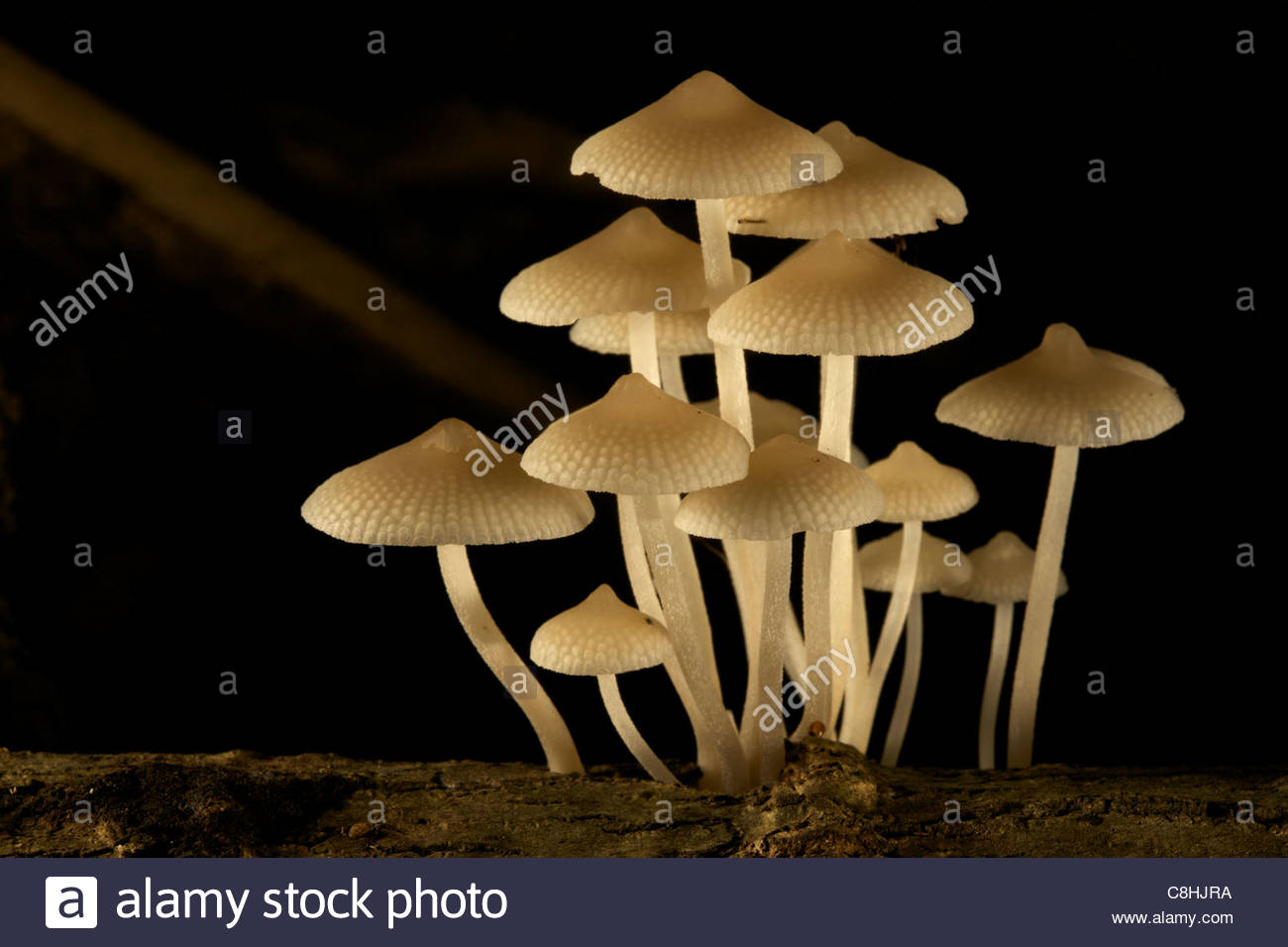 Cluster Of Fungi High Resolution Stock Photography and Images - Alamy