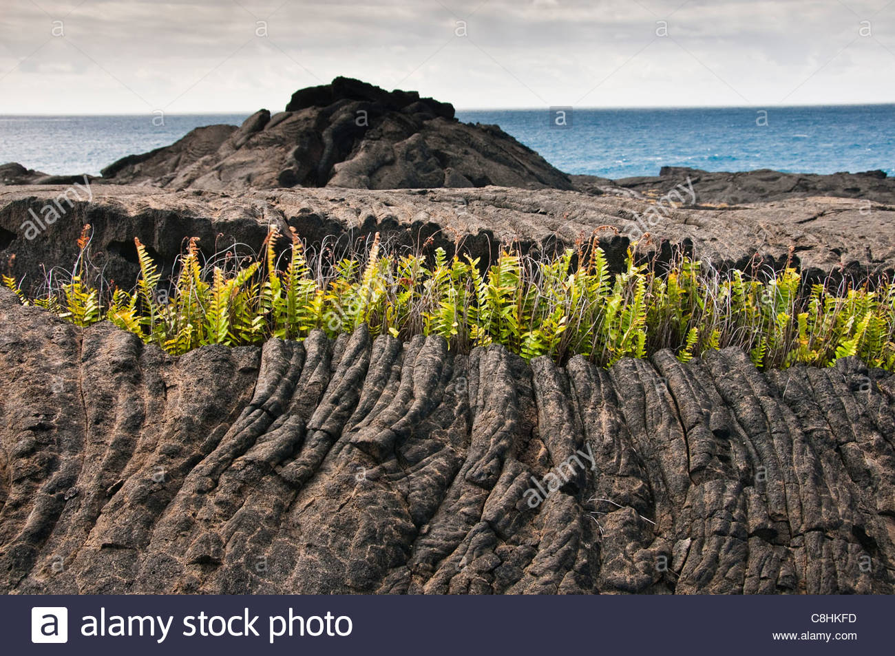 Fern In Lava High Resolution Stock Photography and Images - Alamy