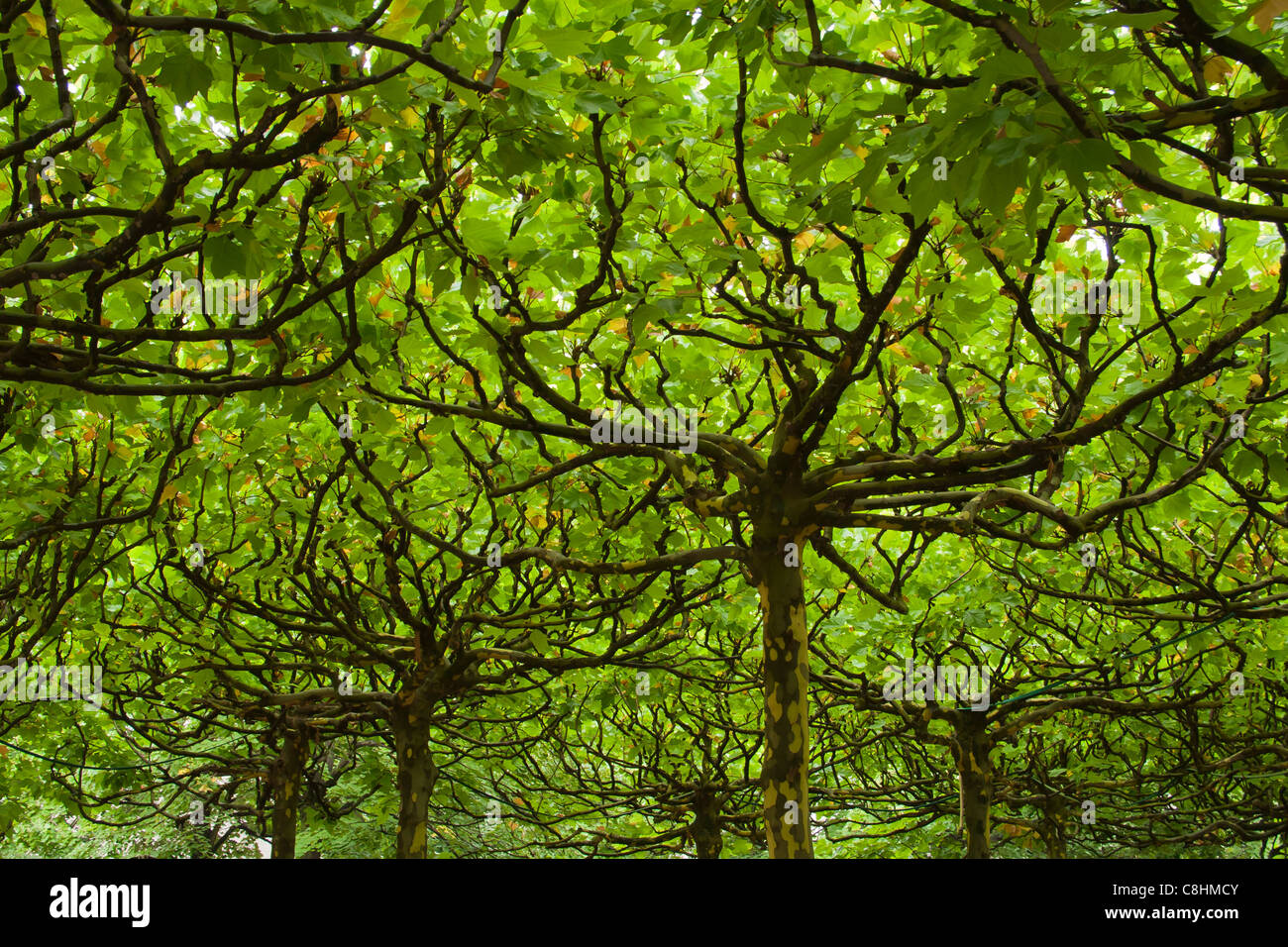 Shaped sycamore trees in outside garden of Jewish Museum. Berlin ...