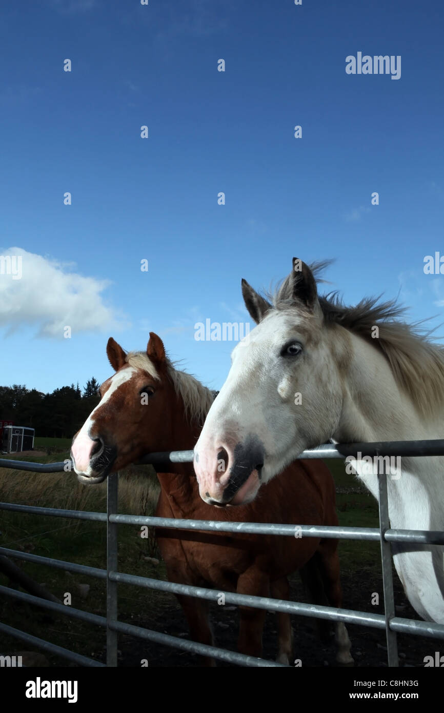 Two horses in a field near the Deeside village of Bieldside near ...