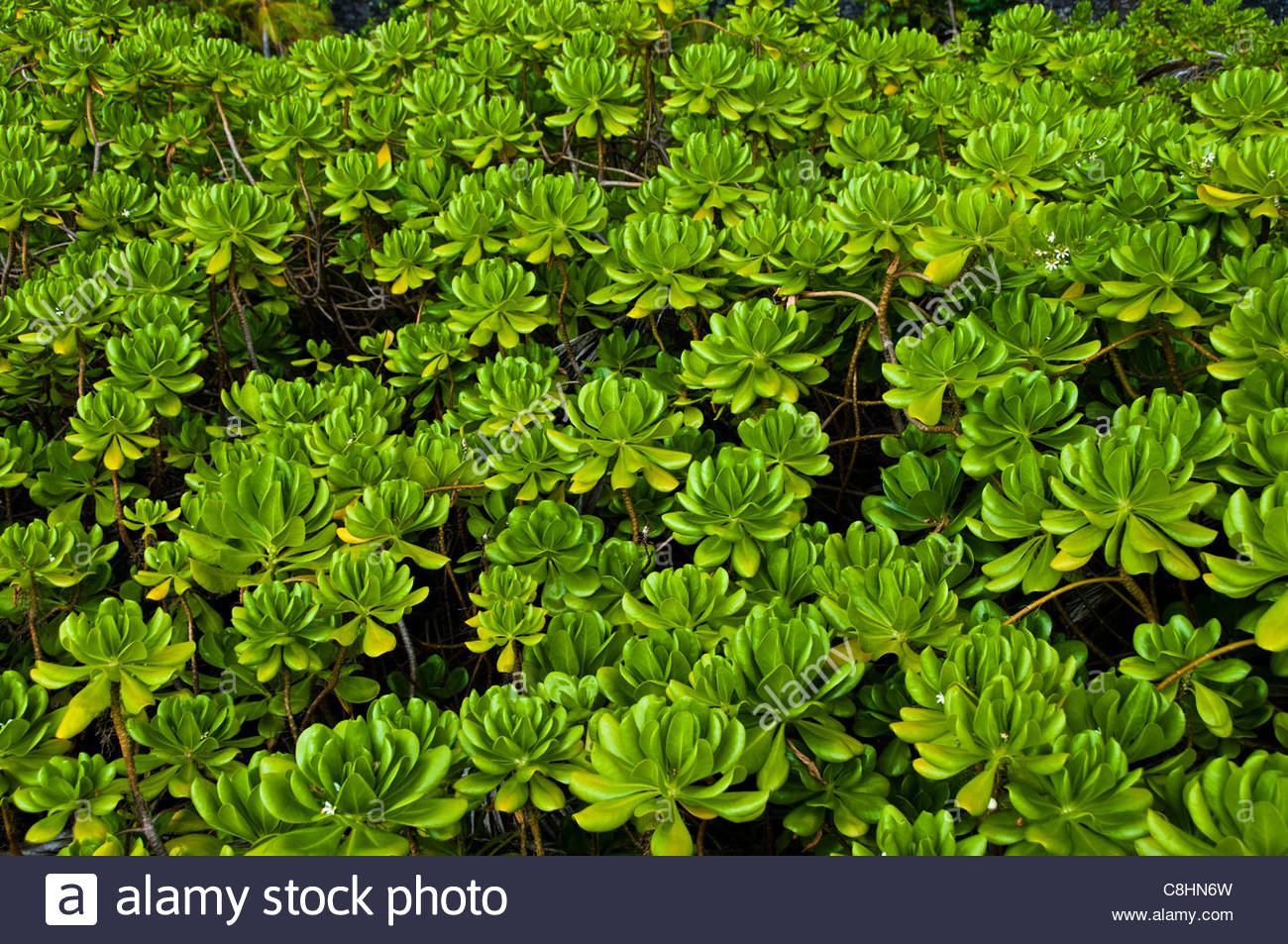 Pittosporum Plant High Resolution Stock Photography and Images - Alamy
