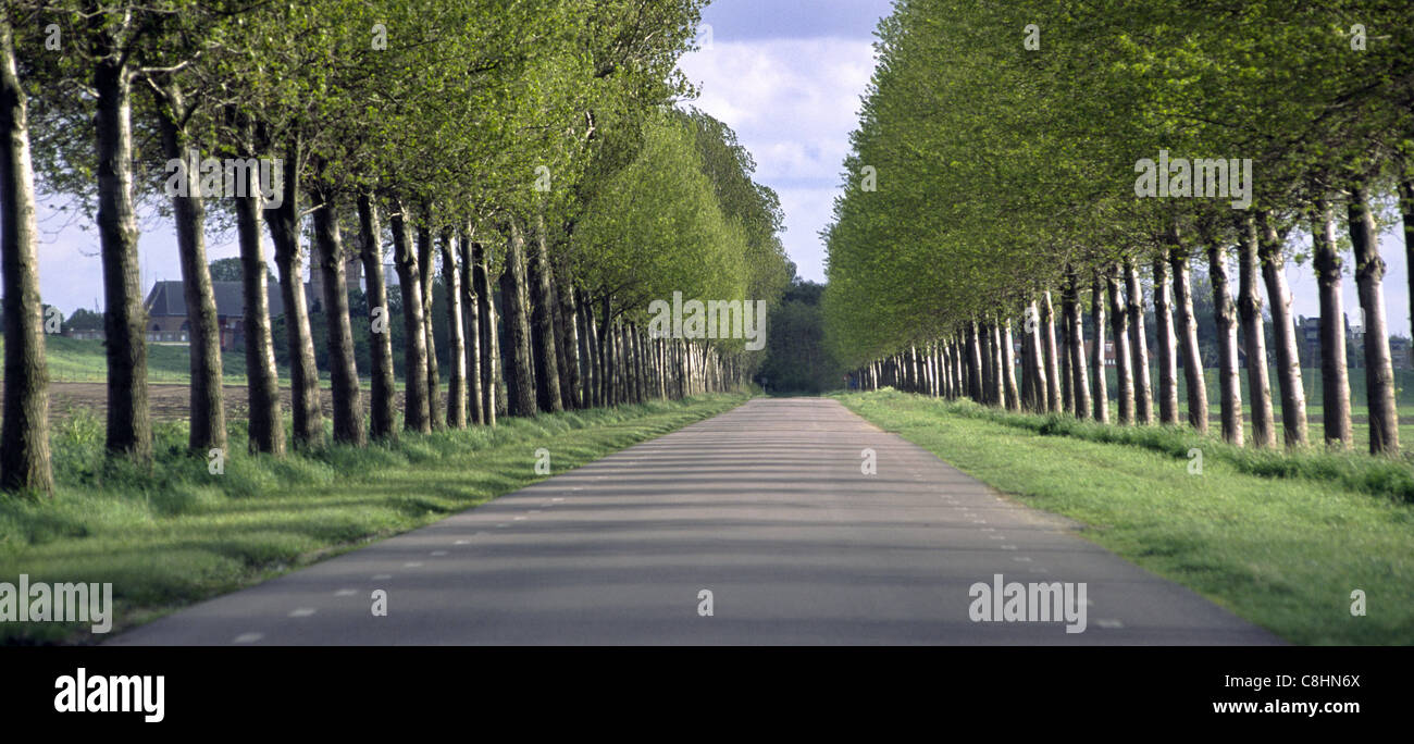 Tree lined road, Holland Stock Photo - Alamy